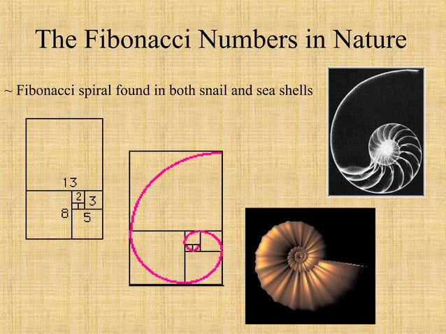 golden Ratio Rule that is related to FIBONACCI SEQUENCE.ppt | Classical ...
