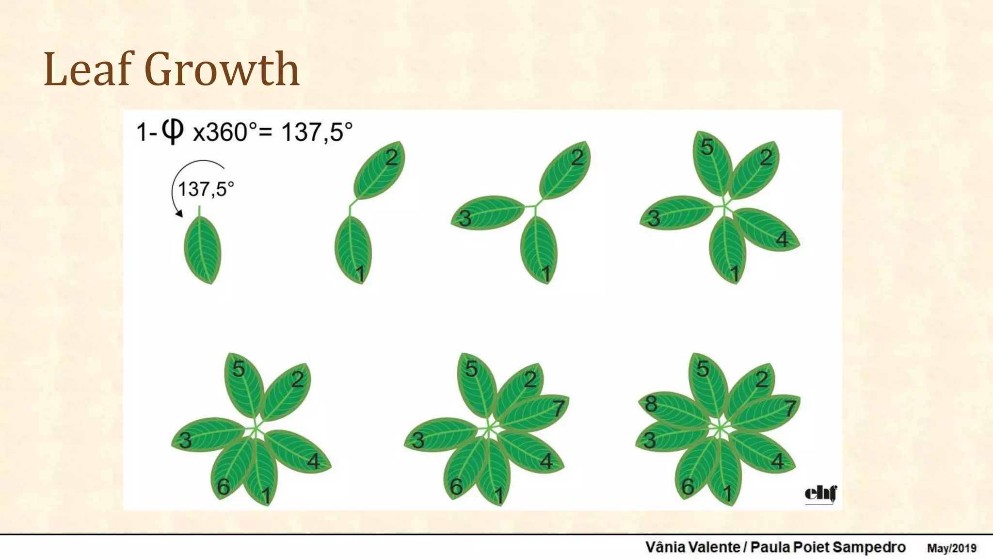 Golden Ratio: Definitions and Applications on Graphical Representations | PPTX