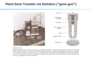 Goldenrice | PPT | Agriculture | Industries