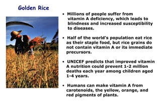 Goldenrice | PPT | Agriculture | Industries