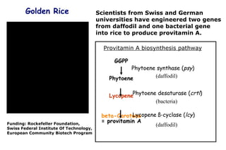 Goldenrice | PPT | Agriculture | Industries
