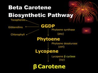 Golden rice | PPT