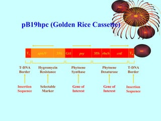 Golden rice | PPT
