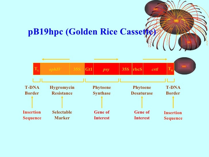Golden rice