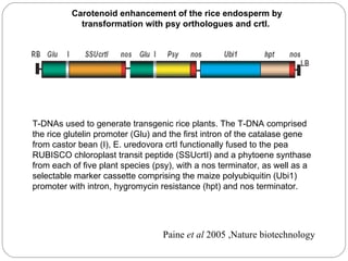 Golden rice | PPT