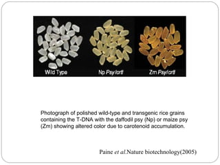 Golden rice | PPT