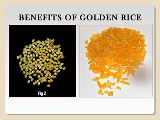 Golden Rice Benefits