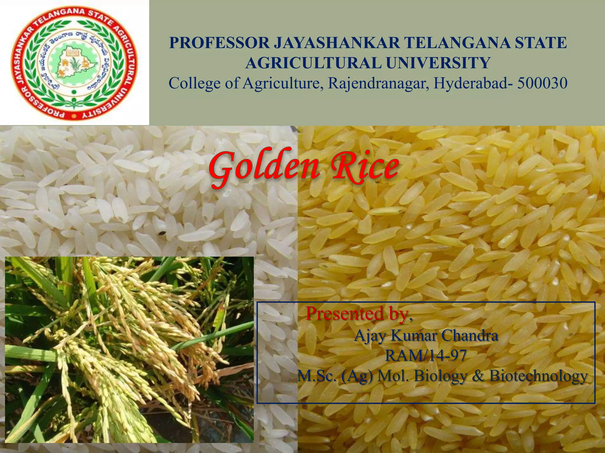 Golden rice | PPTX