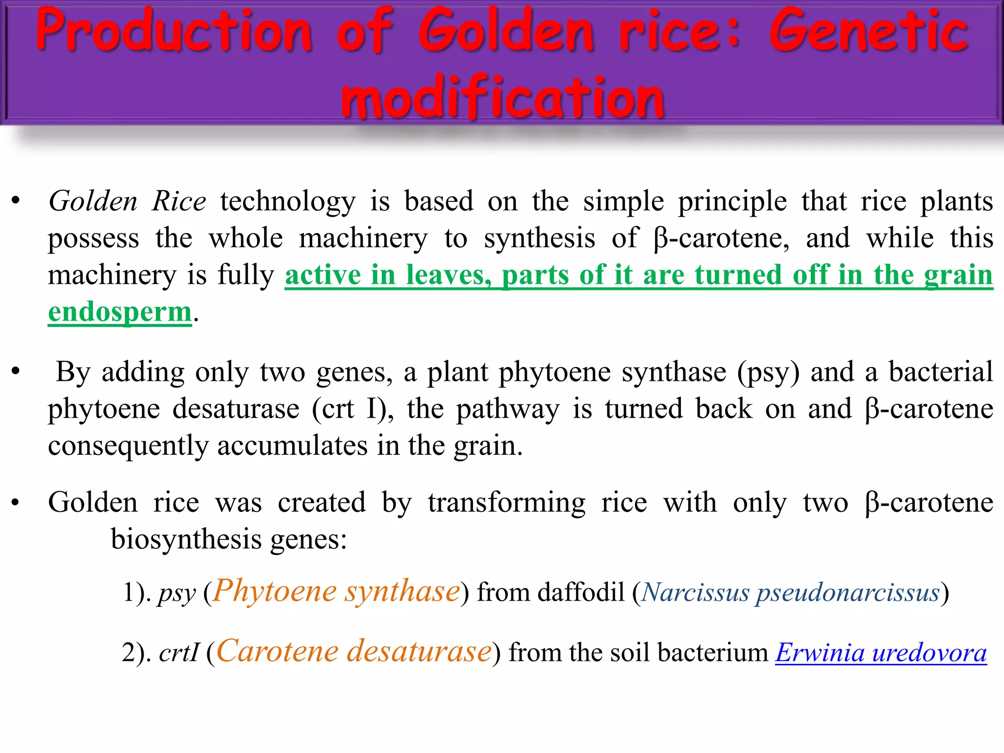 Golden rice | PPTX
