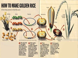 Golden rice | PPTX