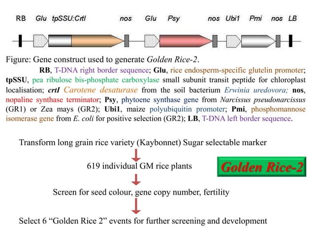 Golden rice | PPTX