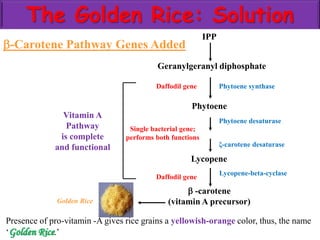 Golden rice | PPTX