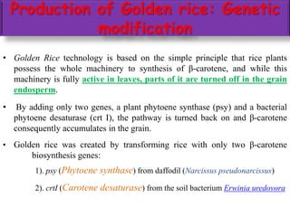 Golden rice | PPT