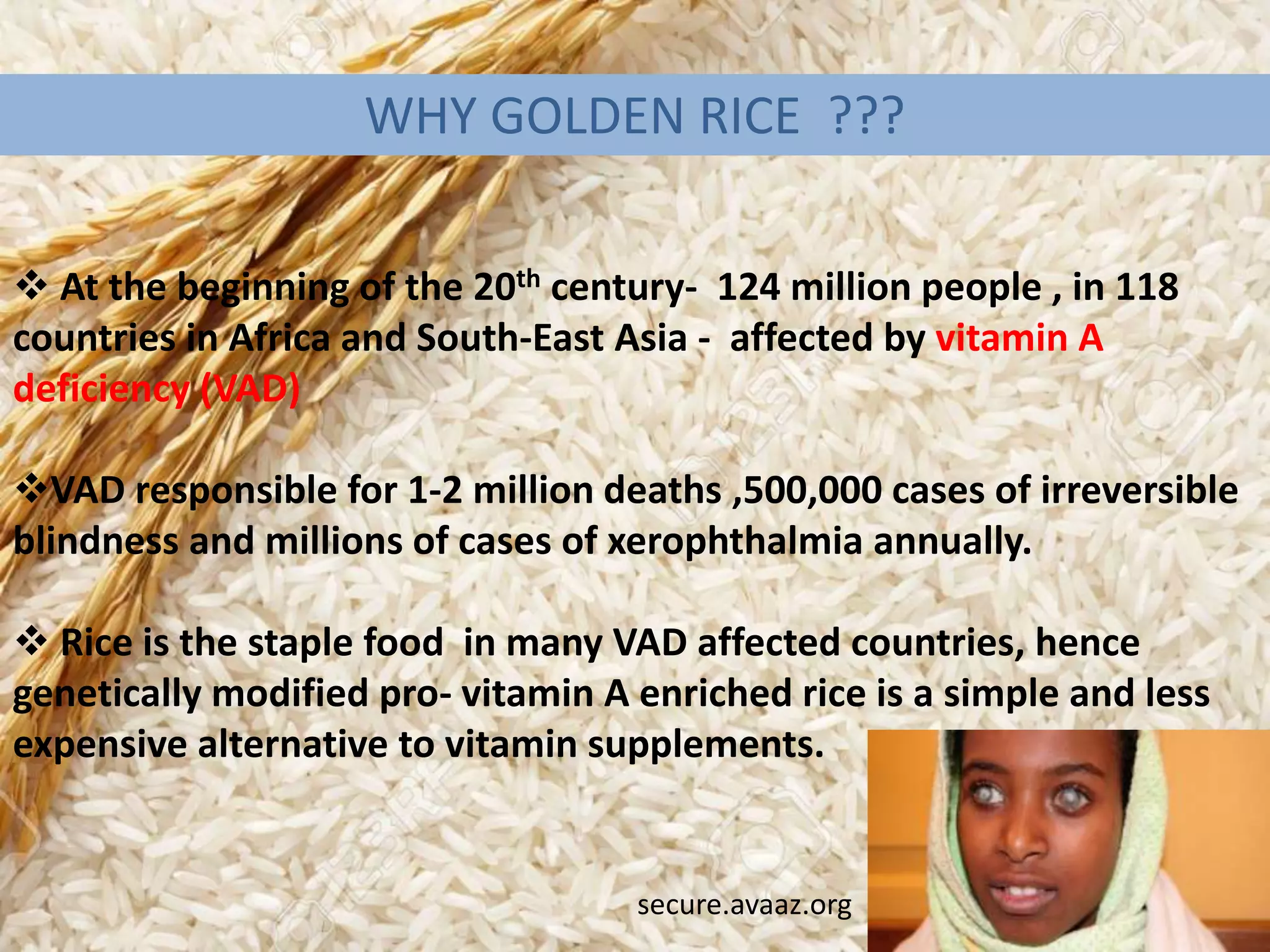 Golden rice | PPTX