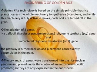 Golden rice | PPTX