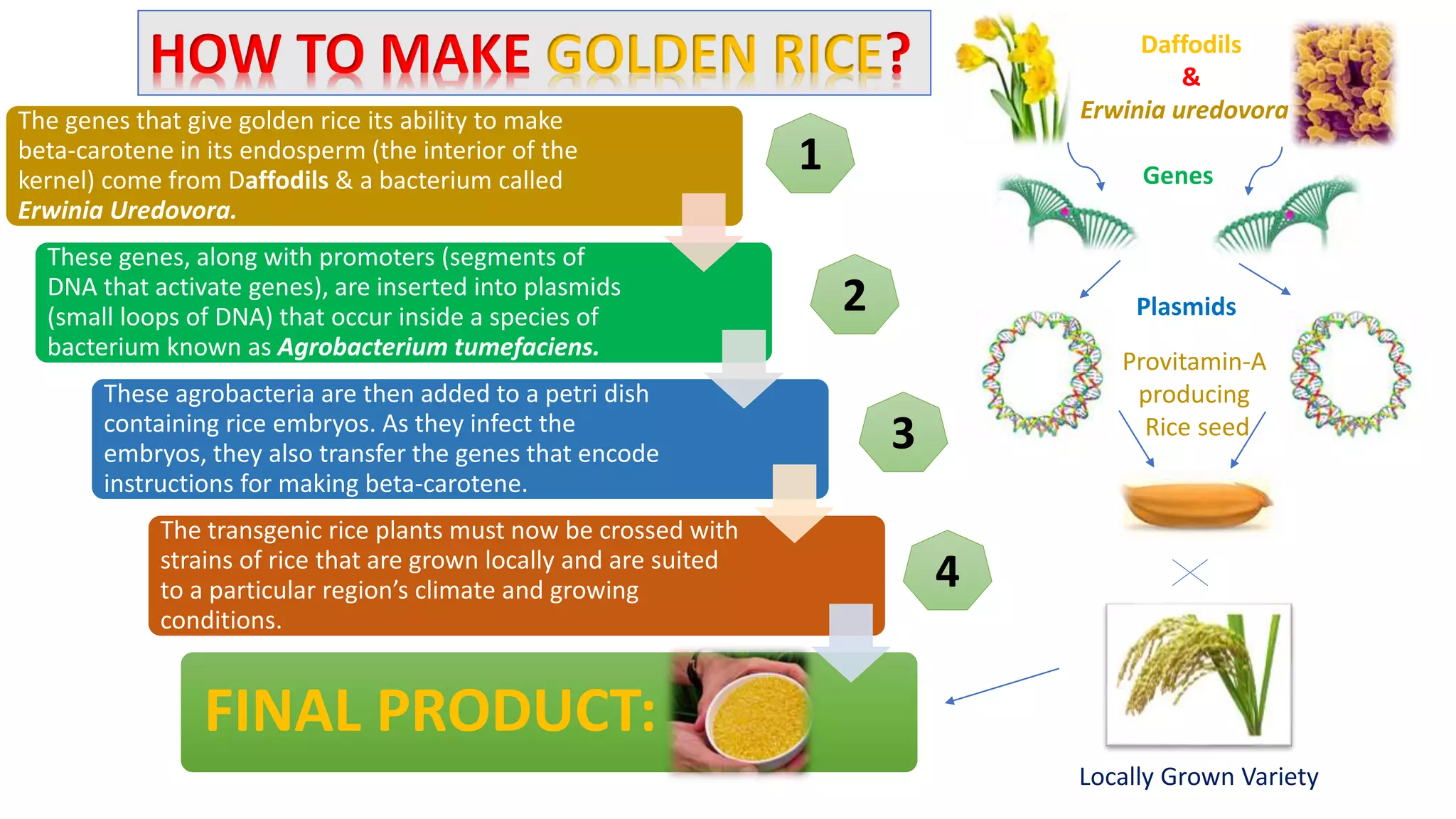 How Golden Rice is Made. | PPSX