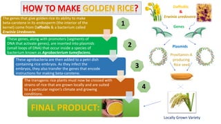 How Golden Rice is Made. | PPSX