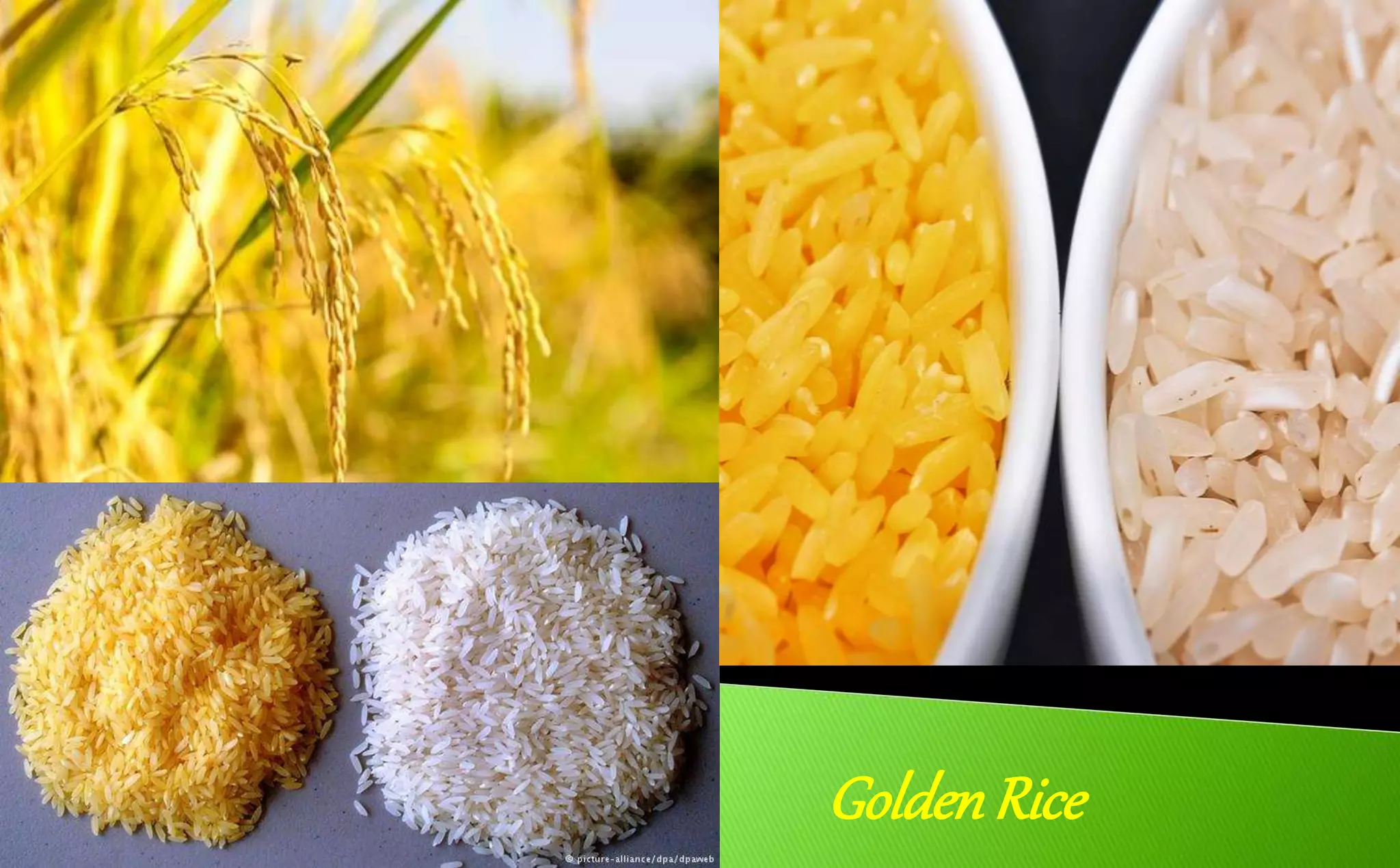 Golden rice | PPTX
