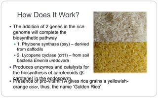 Golden rice | PPTX