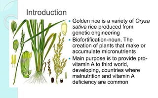 Golden rice | PPTX