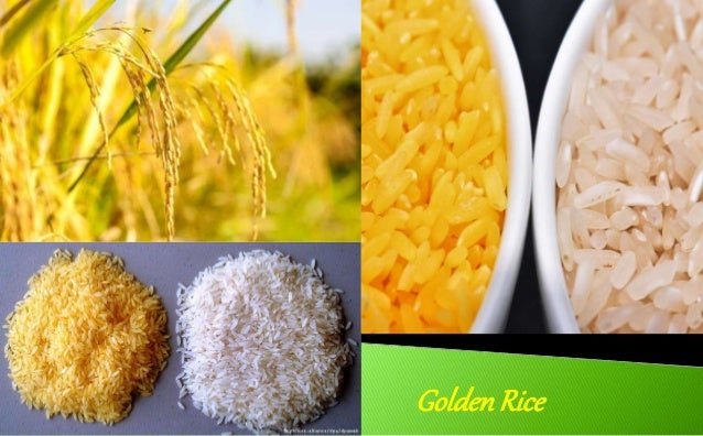 Golden rice