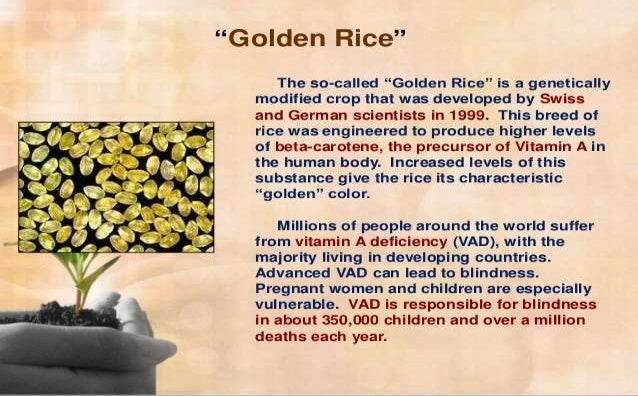 Golden rice