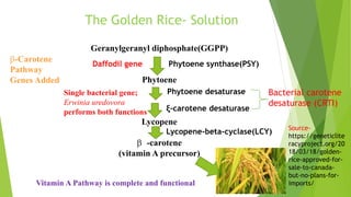 Golden rice | PPTX