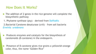Golden rice | PPTX