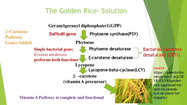 Golden rice