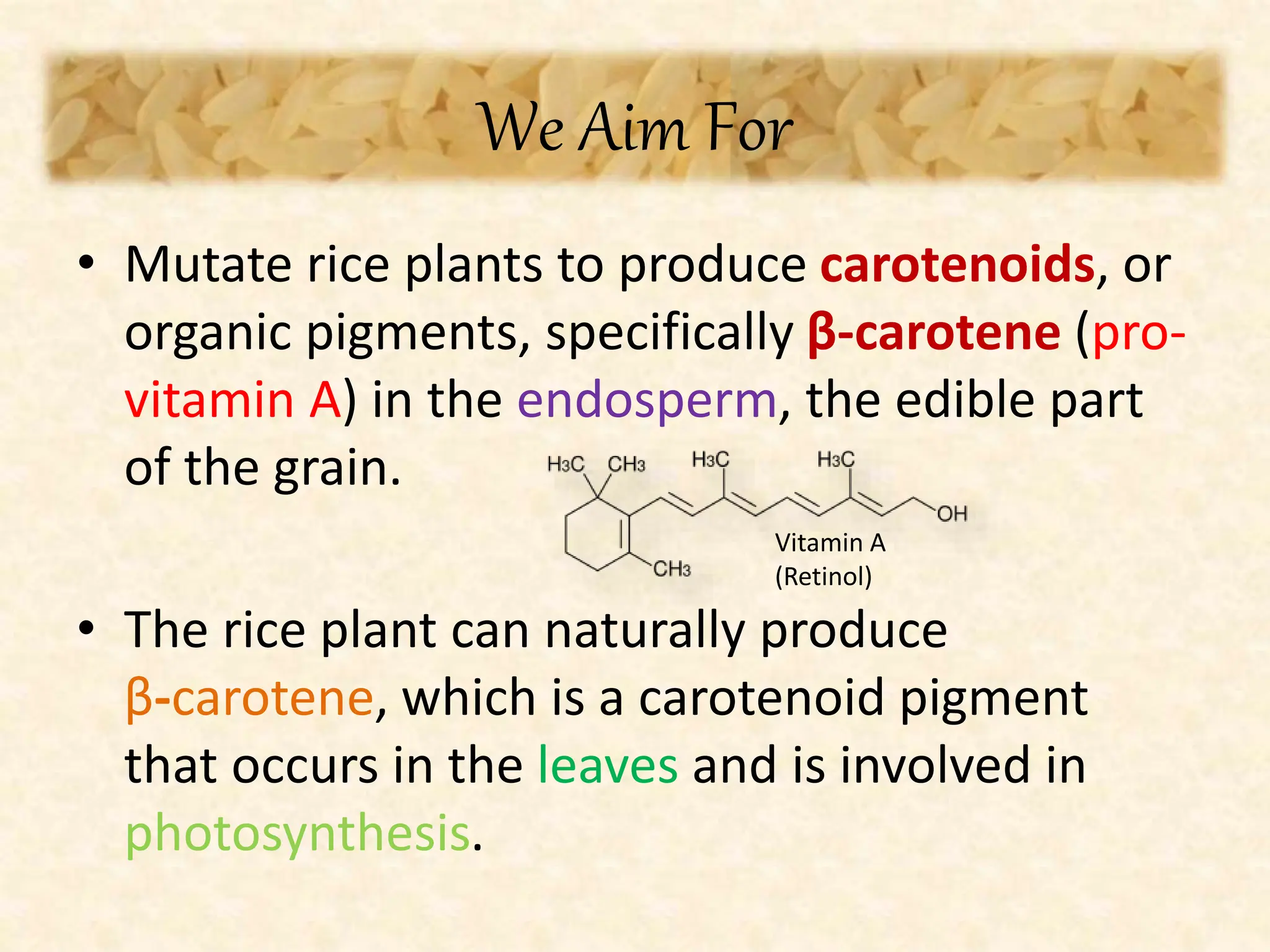 1 Golden Rice: Shining a Light on Vitamin A Deficiency | PPTX