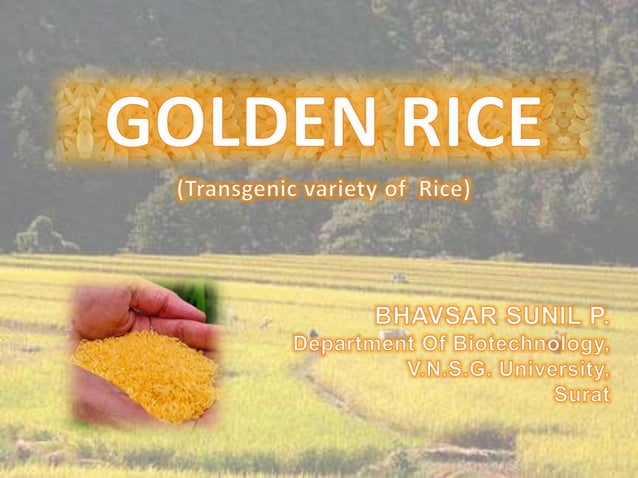 1 Golden Rice: Shining a Light on Vitamin A Deficiency | PPT