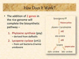 1 Golden Rice: Shining a Light on Vitamin A Deficiency | PPTX