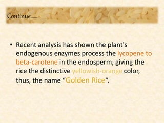 1 Golden Rice: Shining a Light on Vitamin A Deficiency | PPTX