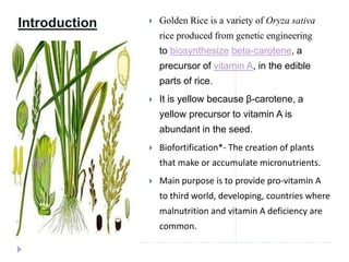 Golden Rice Genetic Engineering