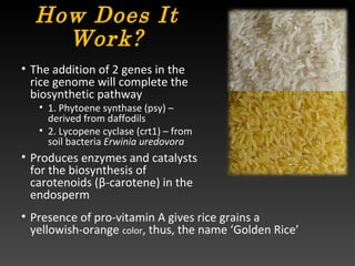 Golden rice by utkarsh | PPT