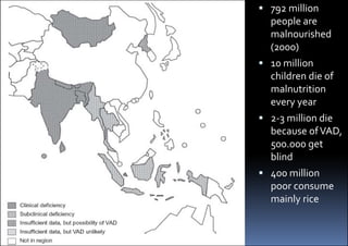 Golden Rice Final – Potential And Outlook | PDF