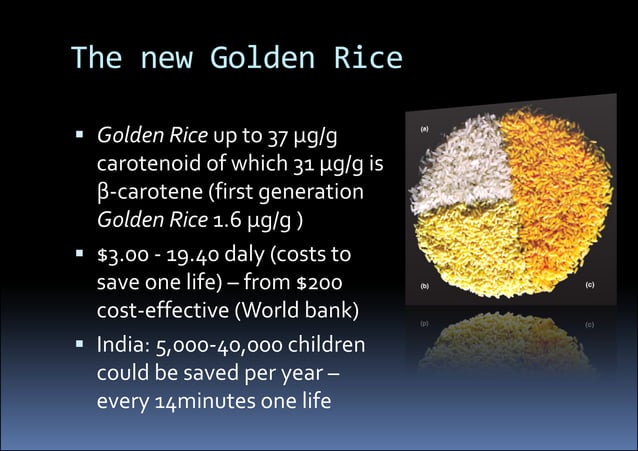 Golden Rice Final – Potential And Outlook | PDF