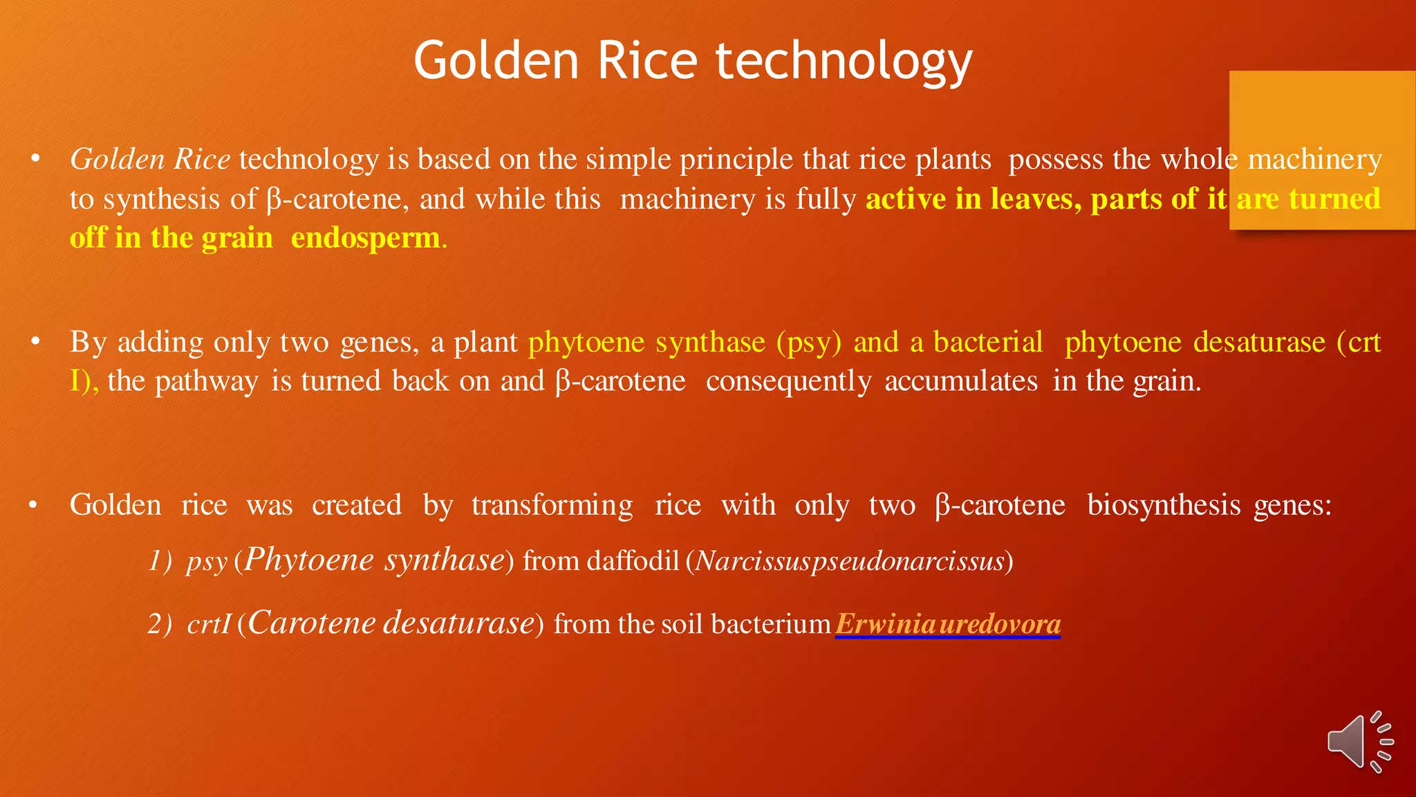 Golden Rice | PDF