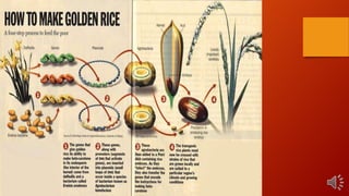 Golden Rice | PDF