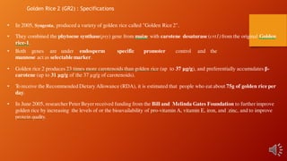 Golden Rice | PDF