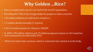 Golden Rice | PDF