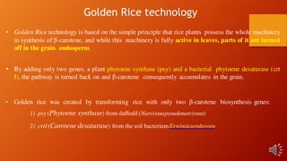 Golden Rice | PDF