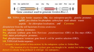 Golden Rice | PDF