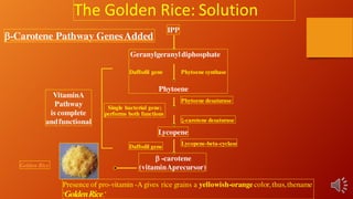 Golden Rice | PPT