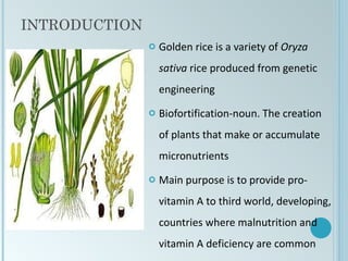 Golden rice ppt | PPT