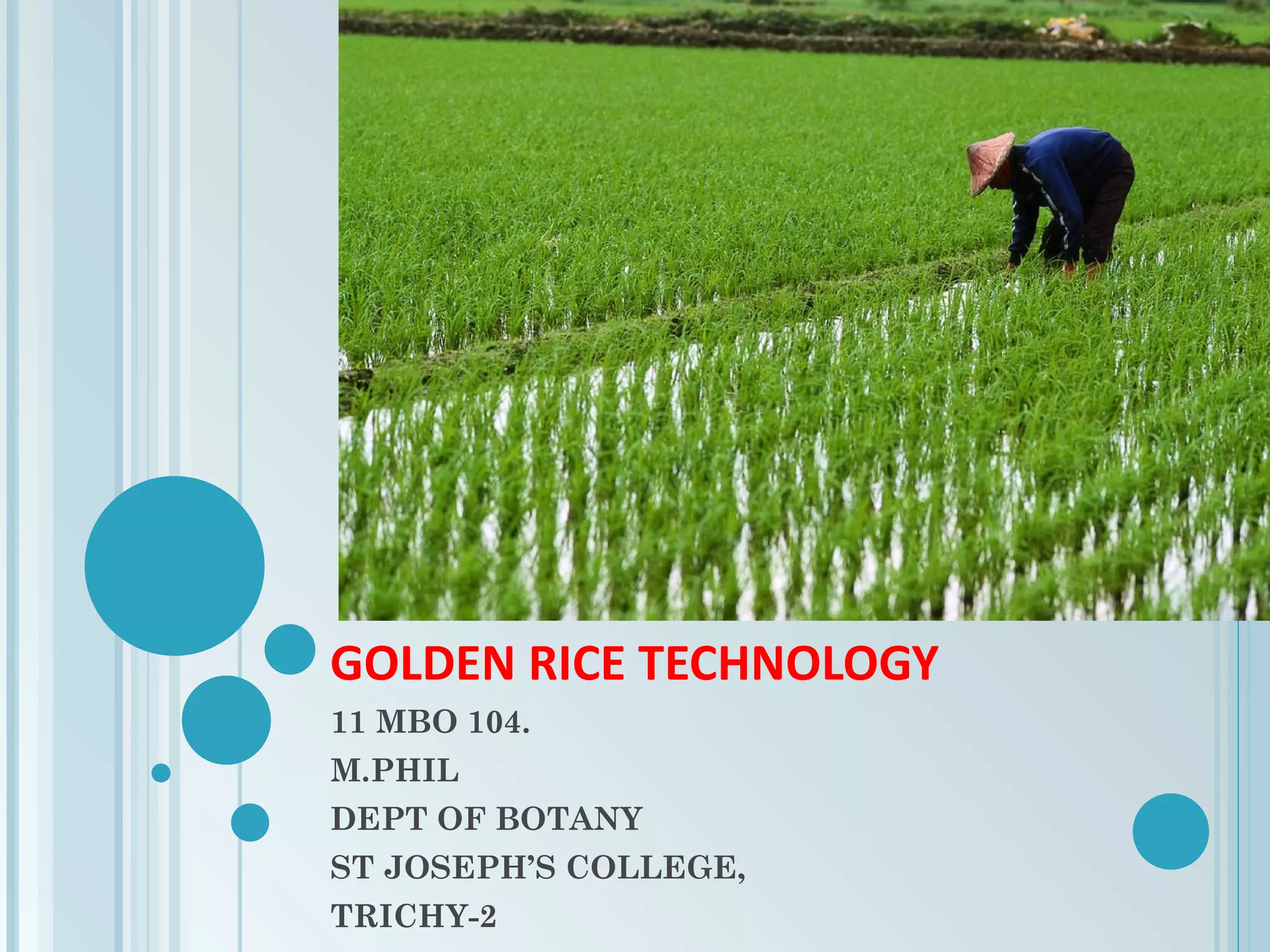 Golden rice ppt | PPT