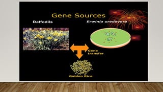 Golden rice technology | PPTX