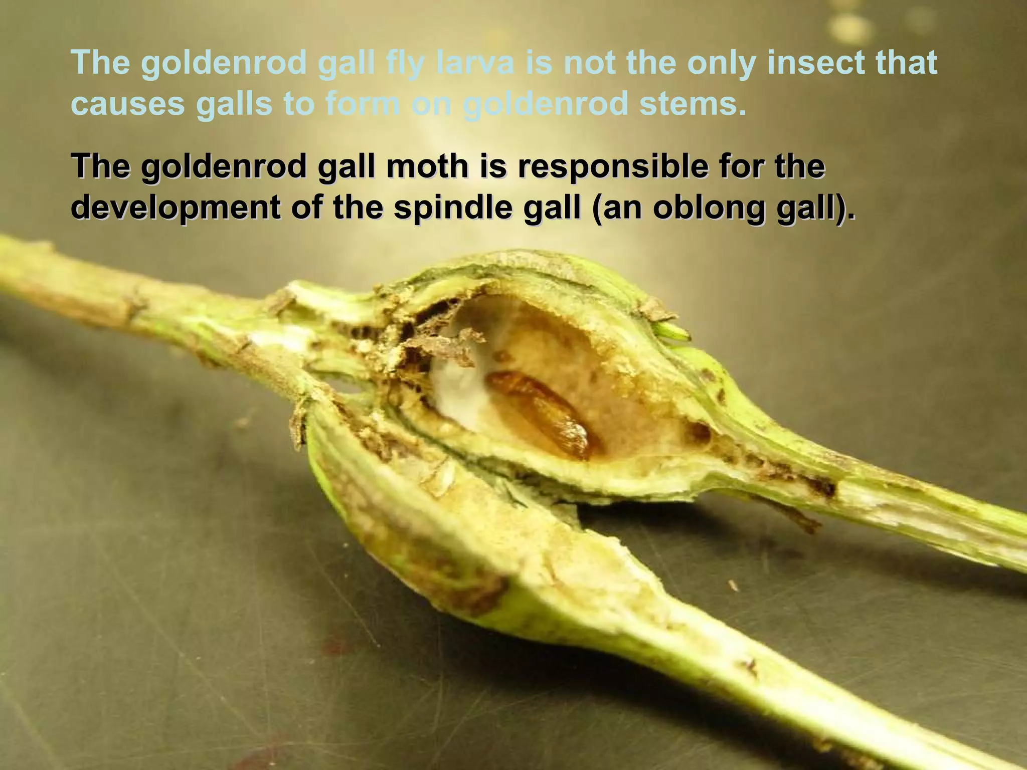 Goldenrod galls | PPT
