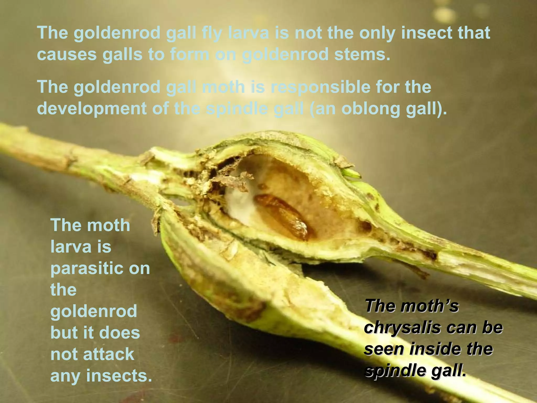 Goldenrod galls | PPT