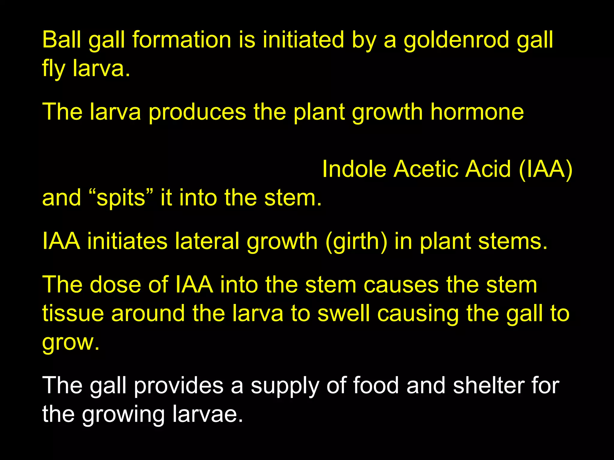 Goldenrod galls | PPT